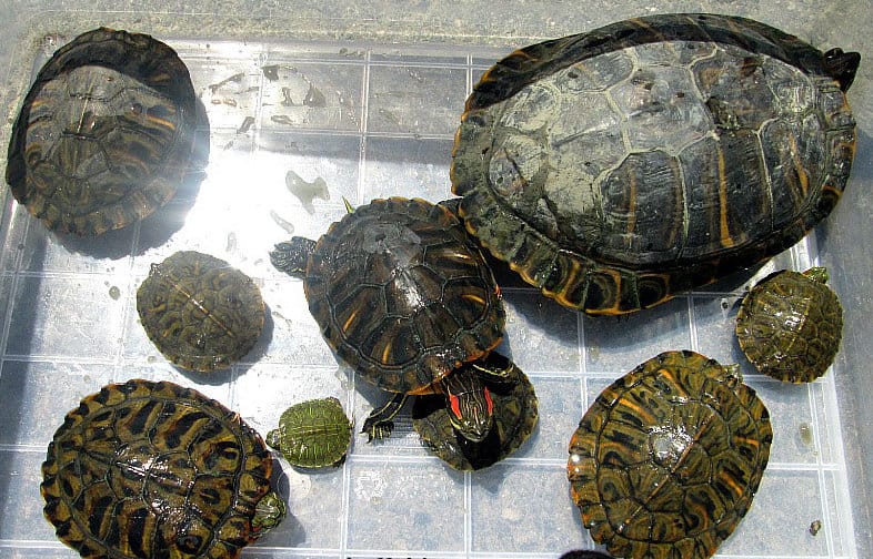 Turtle Recoil - Citylets blog