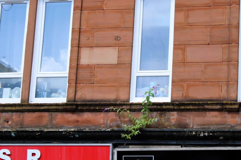 Protecting Your Property: The Impact of Plant Growth on Buildings and ...